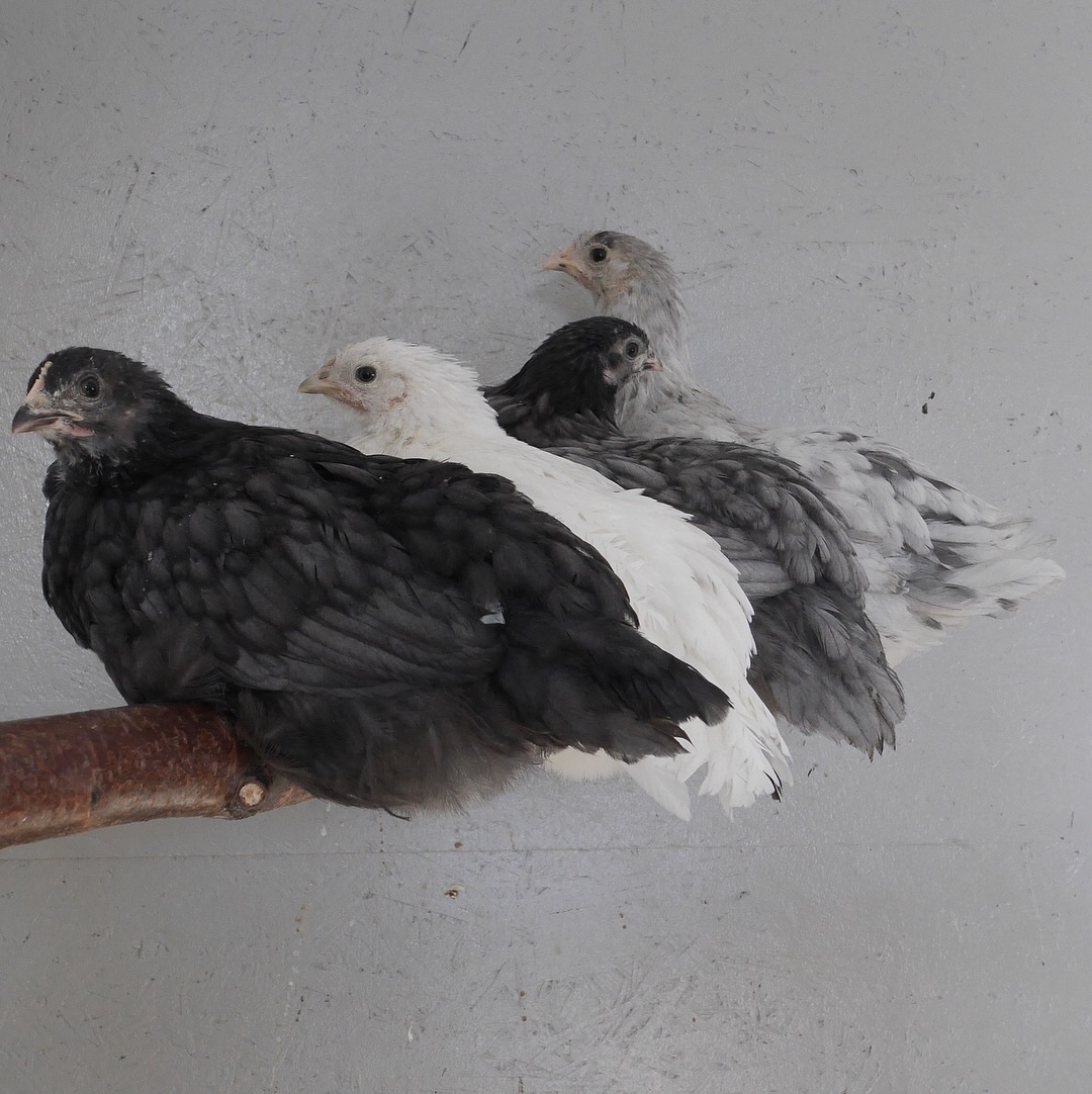 Både egg og hus i påskepasteller - LADY Inspirasjonsblogg